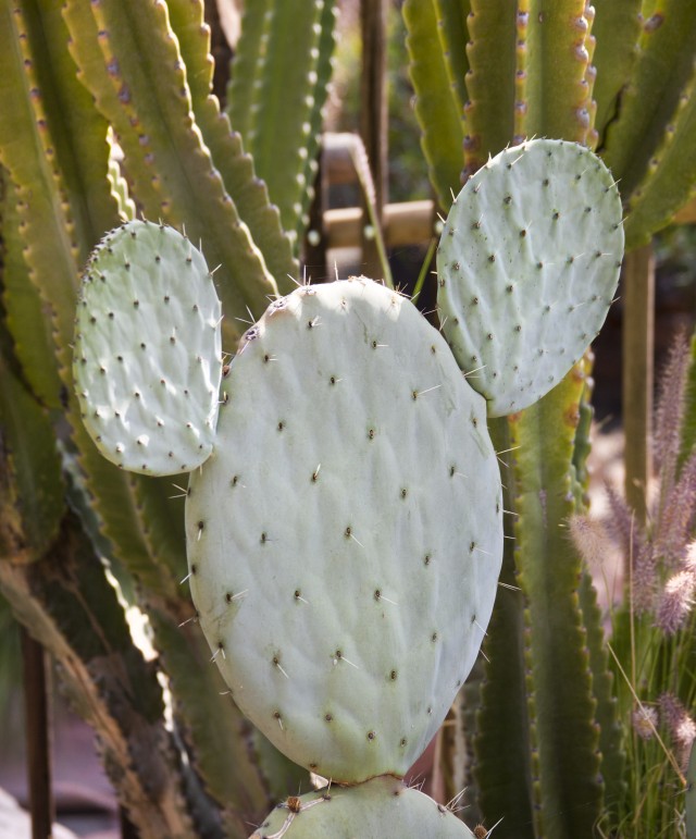 dl-mickey-ears-cactus | The Disney Blog