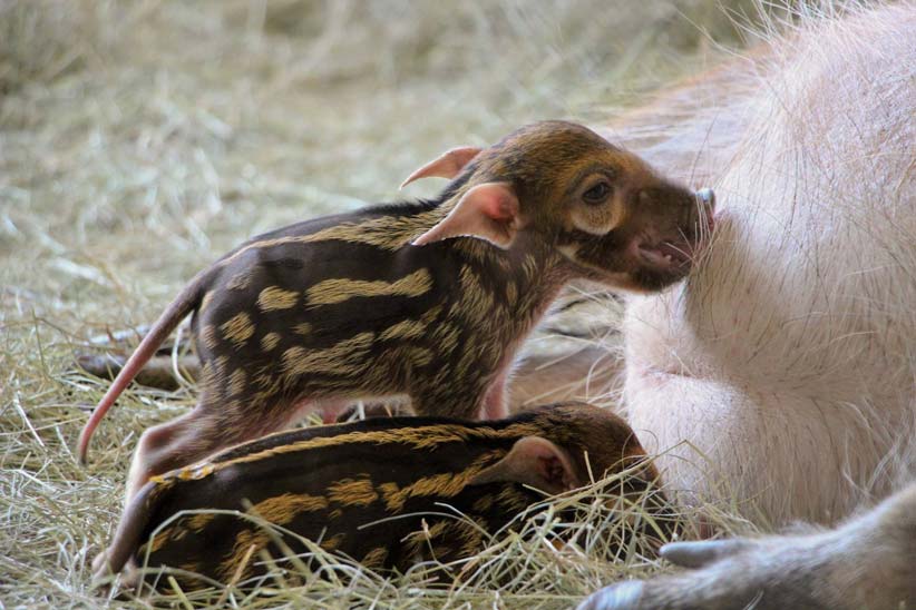 Cute alert: Red River Hog Piglets born at Disney's Animal Kingdom Lodge ...