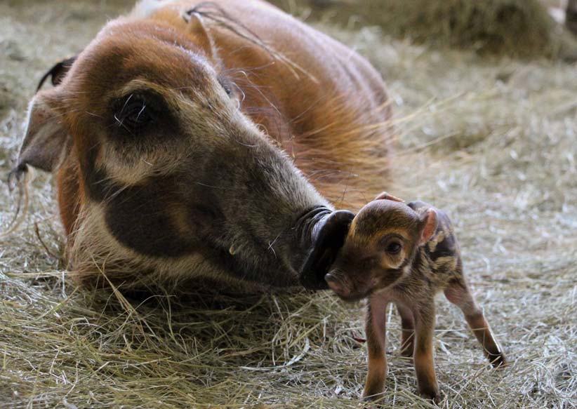 Cute alert: Red River Hog Piglets born at Disney's Animal Kingdom Lodge ...