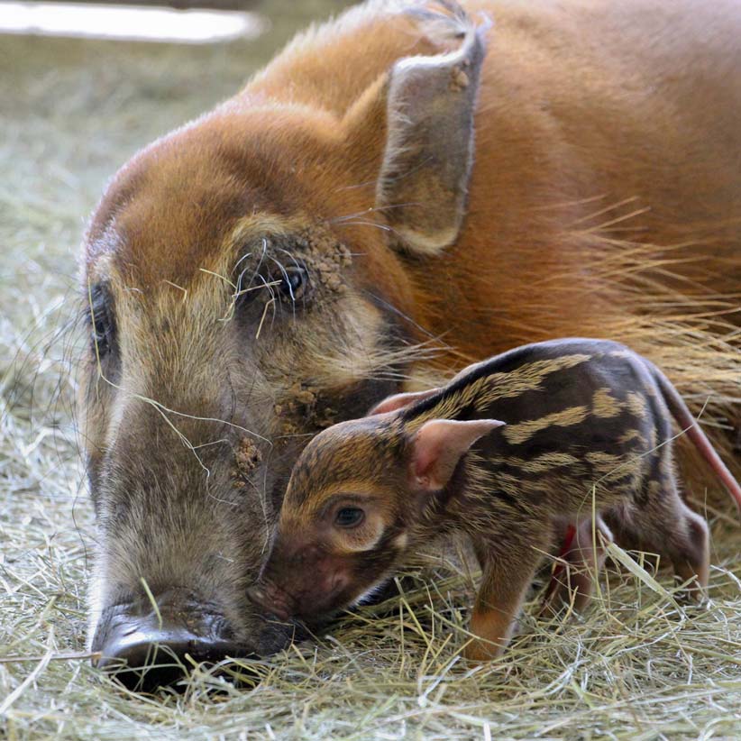 Cute alert: Red River Hog Piglets born at Disney's Animal Kingdom Lodge ...