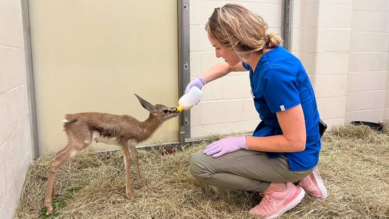 Springbok Baby Born at Disney’s Animal Kingdom Lodge at Walt Disney ...